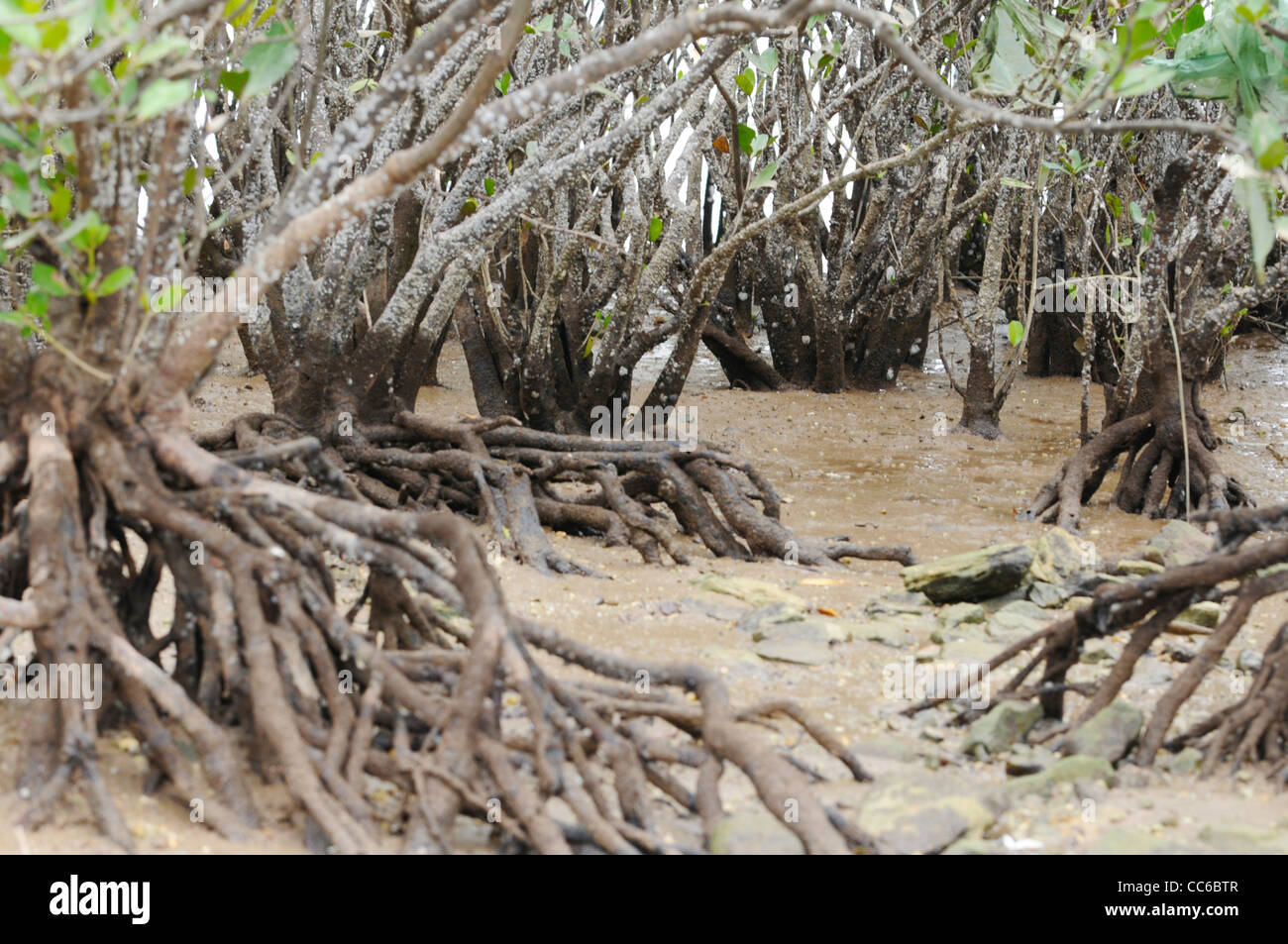 Mangrove roots detail High Resolution Stock Photography and Images - Alamy