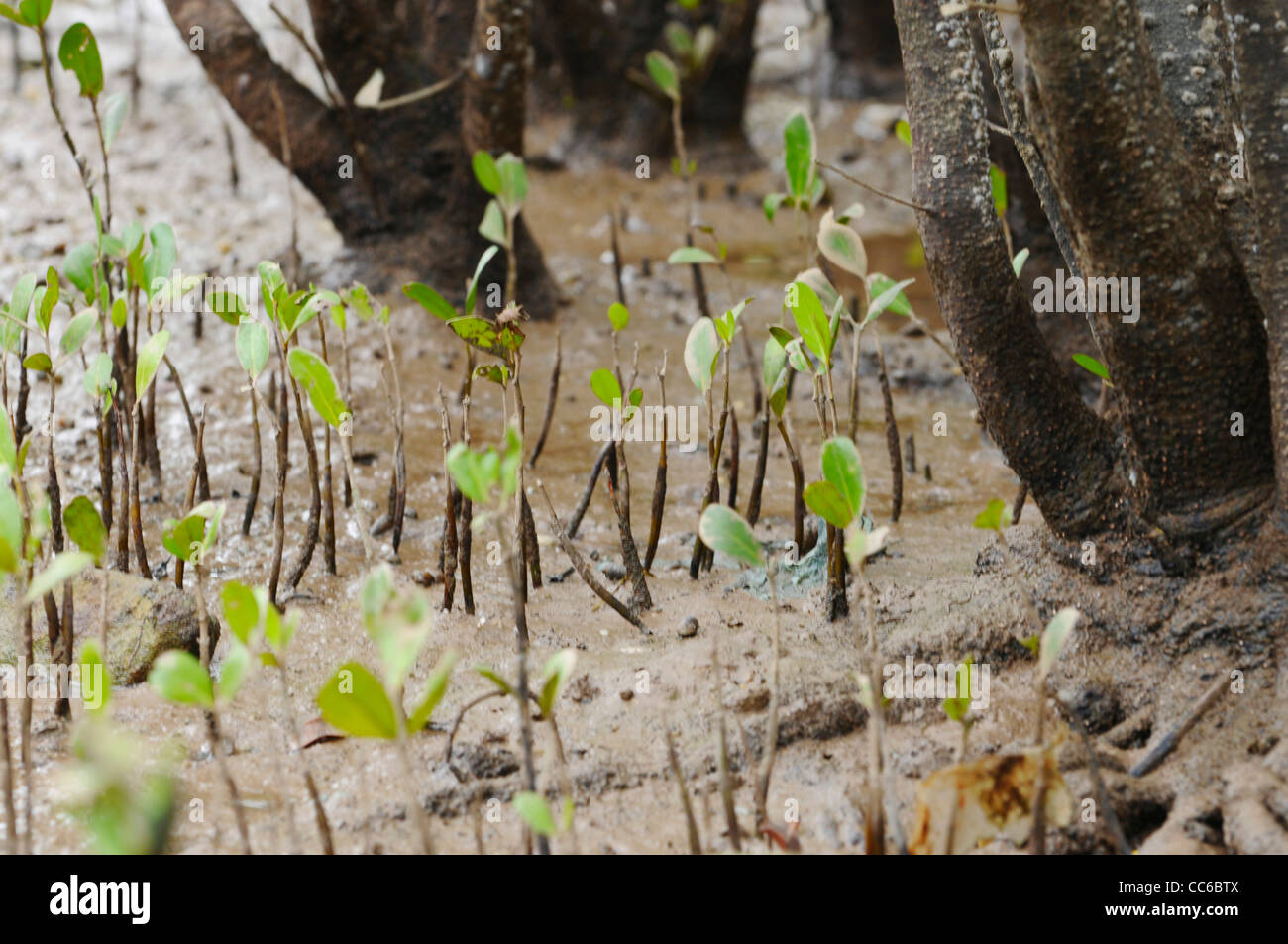 Bruguiera mangrove hi-res stock photography and images - Alamy