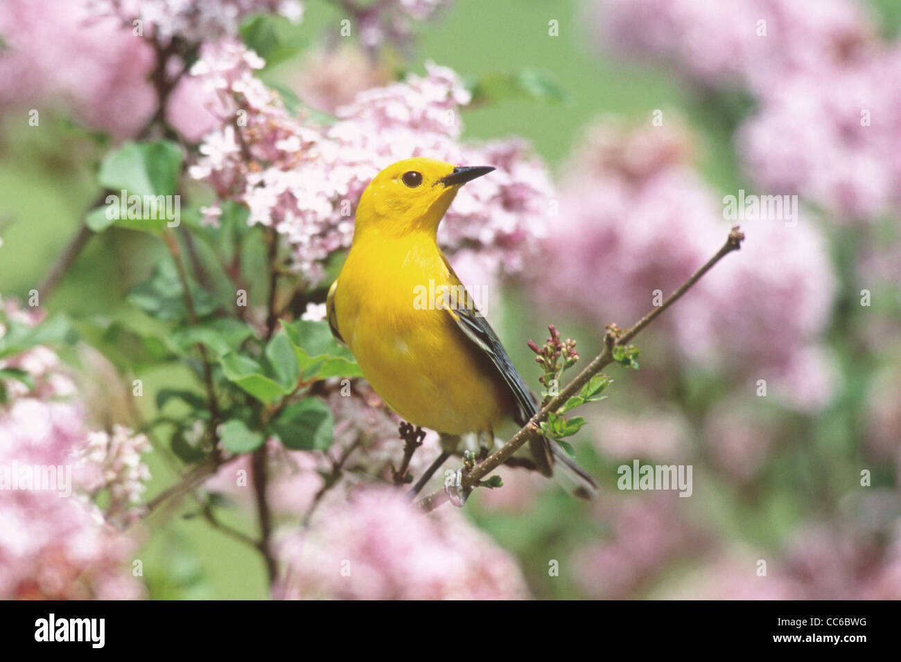 Prothonotary Warbler perched in Purple Lilac Flowers Stock Photo - Alamy