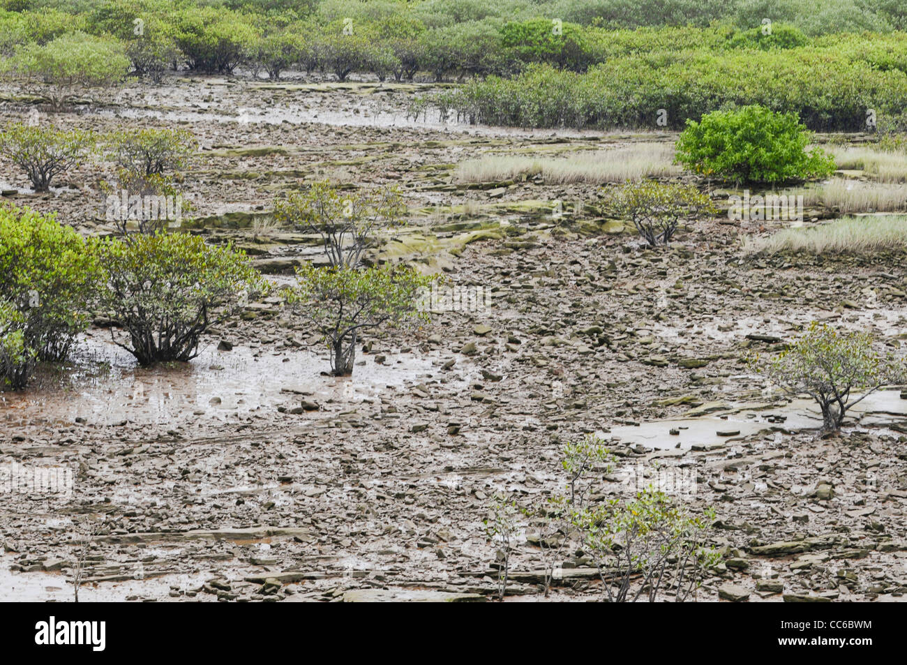 Beilun Estuary National Nature Reserve, Fangchenggang, Guangxi , China ...
