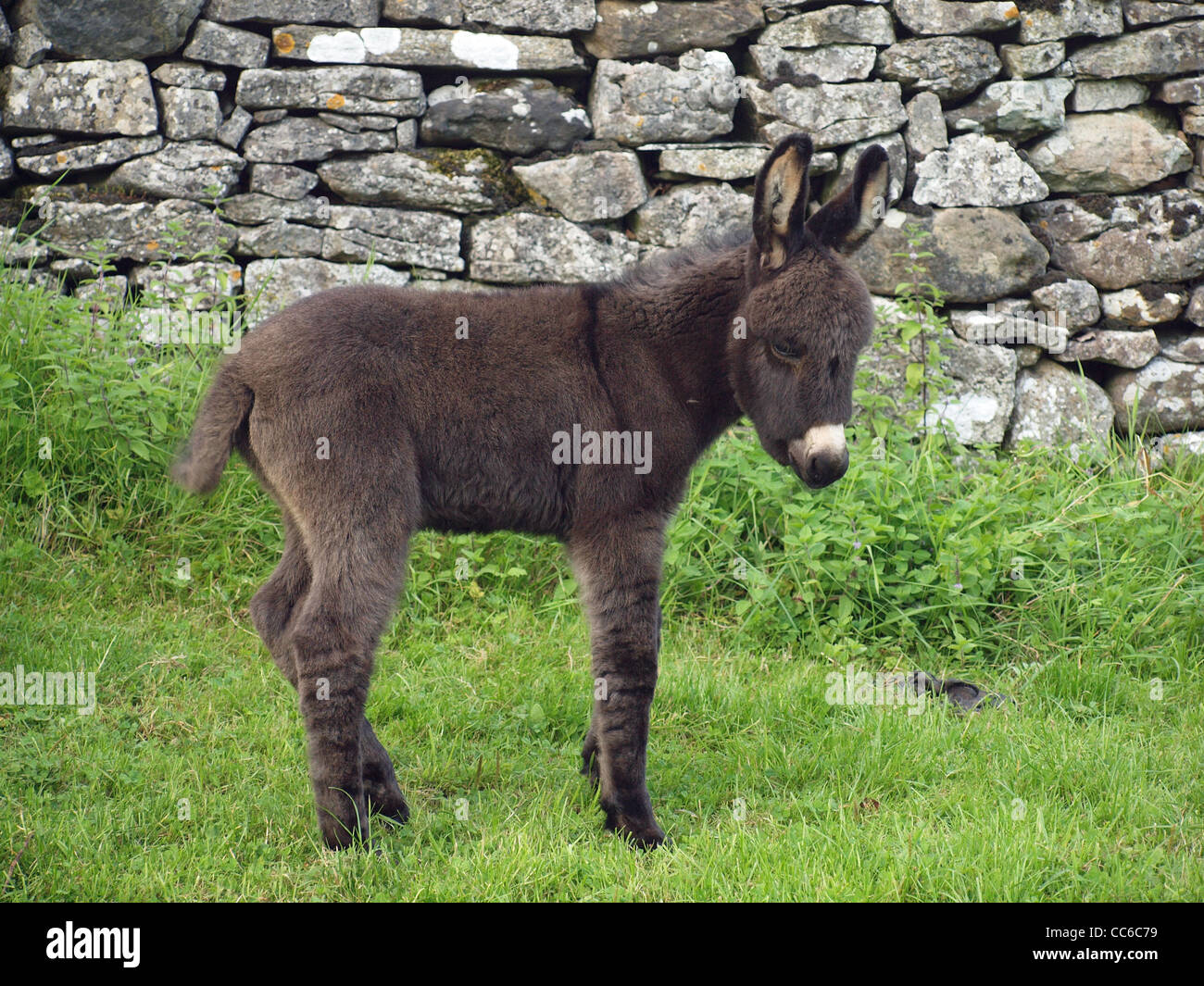 Donkey foal in rural setting with dry stone wall and grassy verge Stock ...