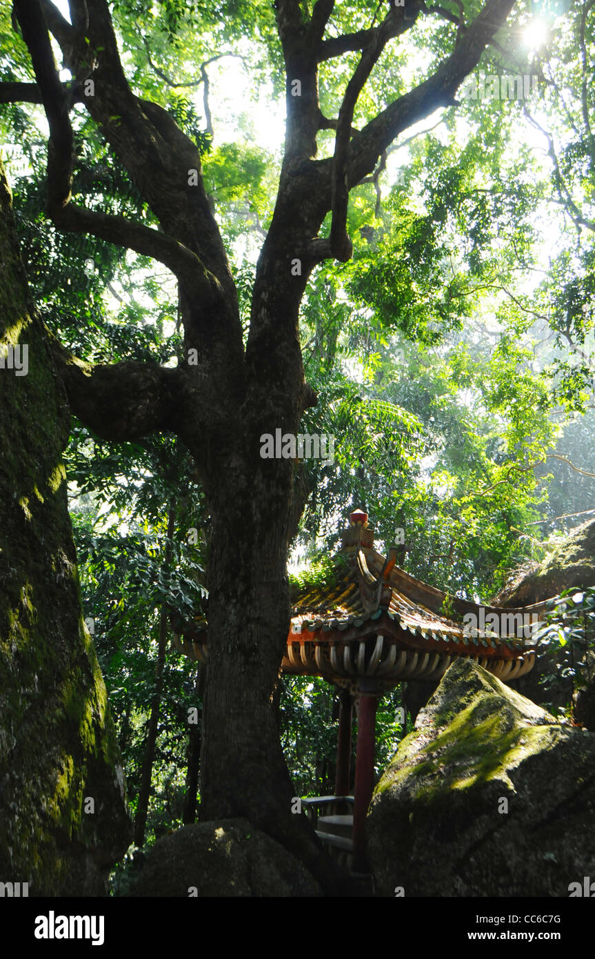 Camphor tree cinnamomum camphora camphor hi-res stock photography and ...