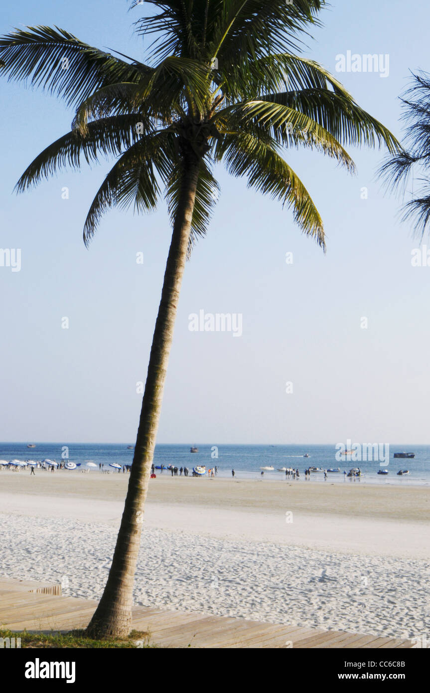 Palm tree, Silver Beach, Beihai, Guangxi , China Stock Photo - Alamy