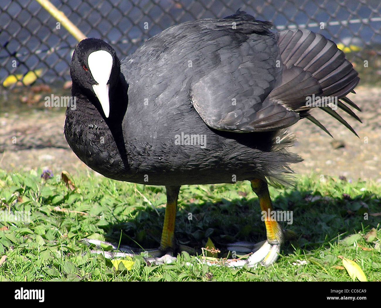 The Eurasian Coot is a common bird found in St James's Park, London ...
