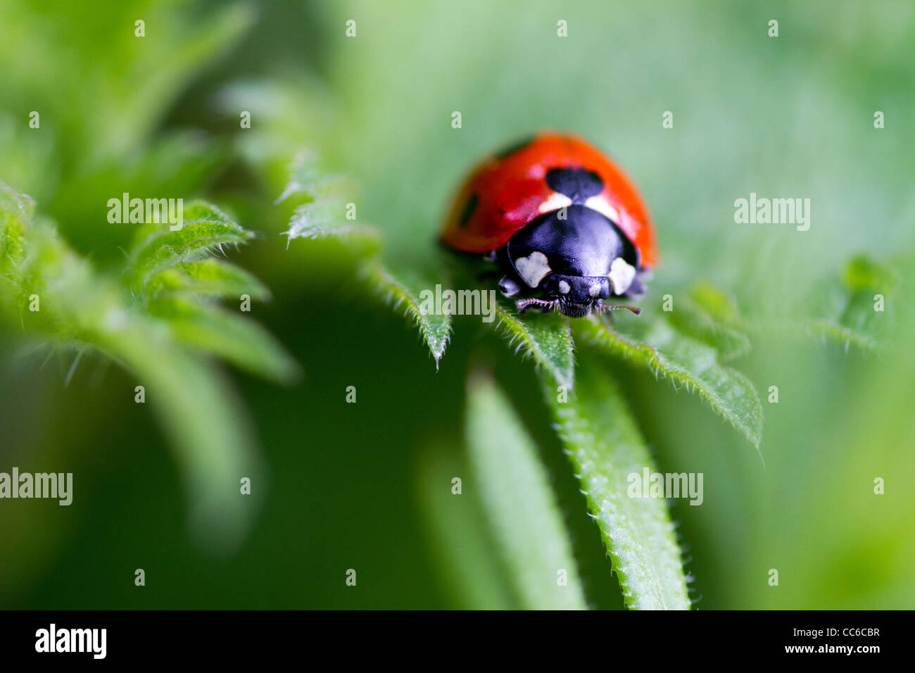 Nettle bug hi-res stock photography and images - Alamy