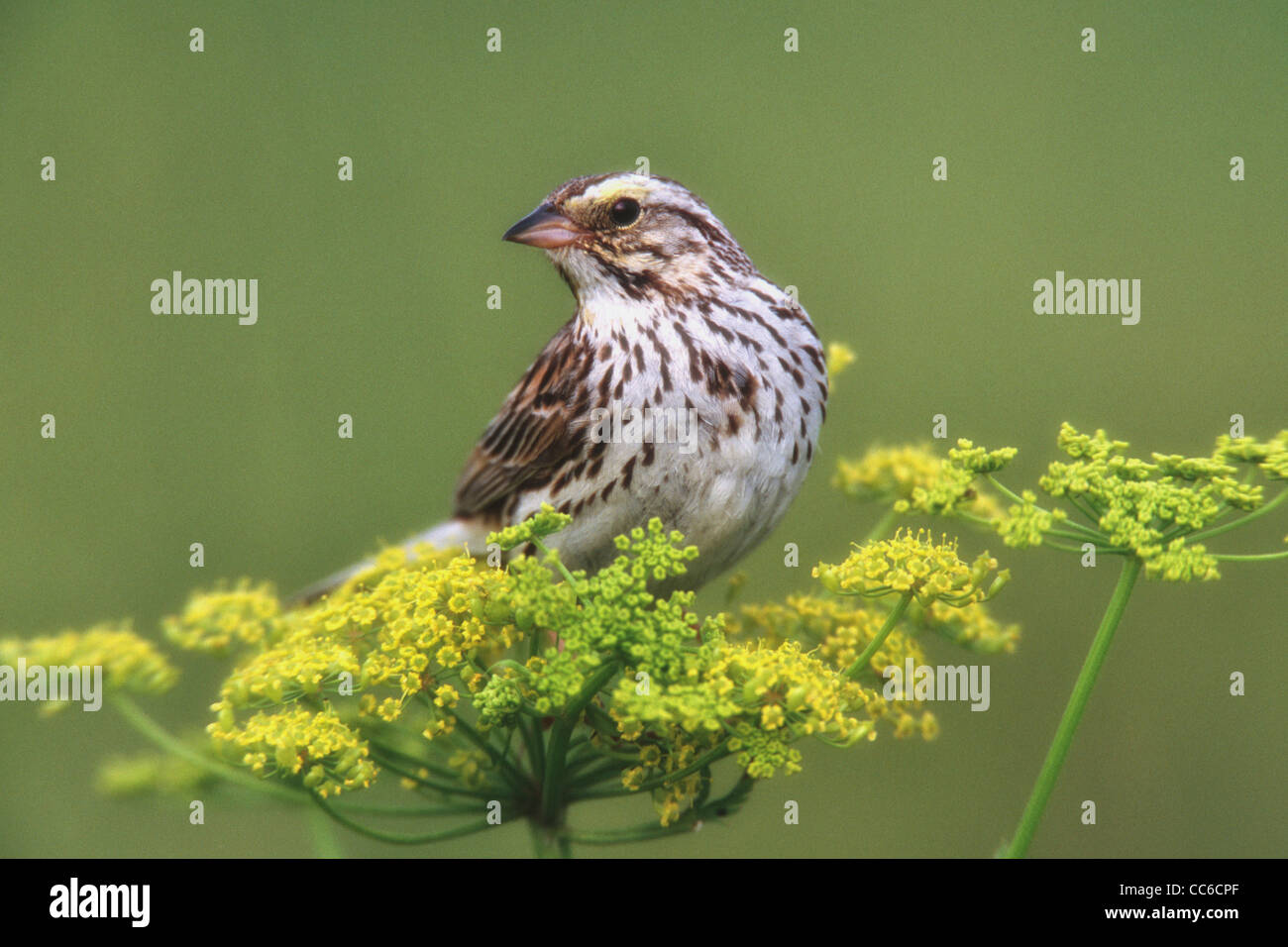 Savannah sparrows hi-res stock photography and images - Alamy