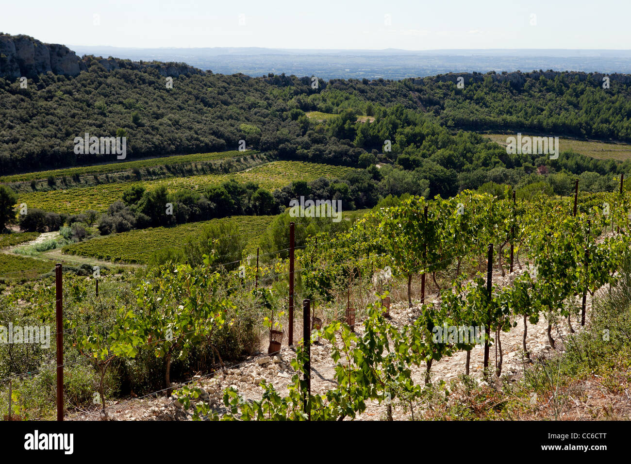 Rows of grape plants line the fields of the Domaine de Durban Winery in ...