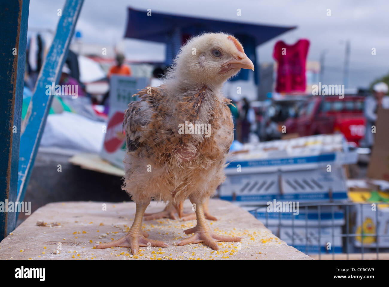 Selling Baby Chicks At The Market High Resolution Stock Photography and ...