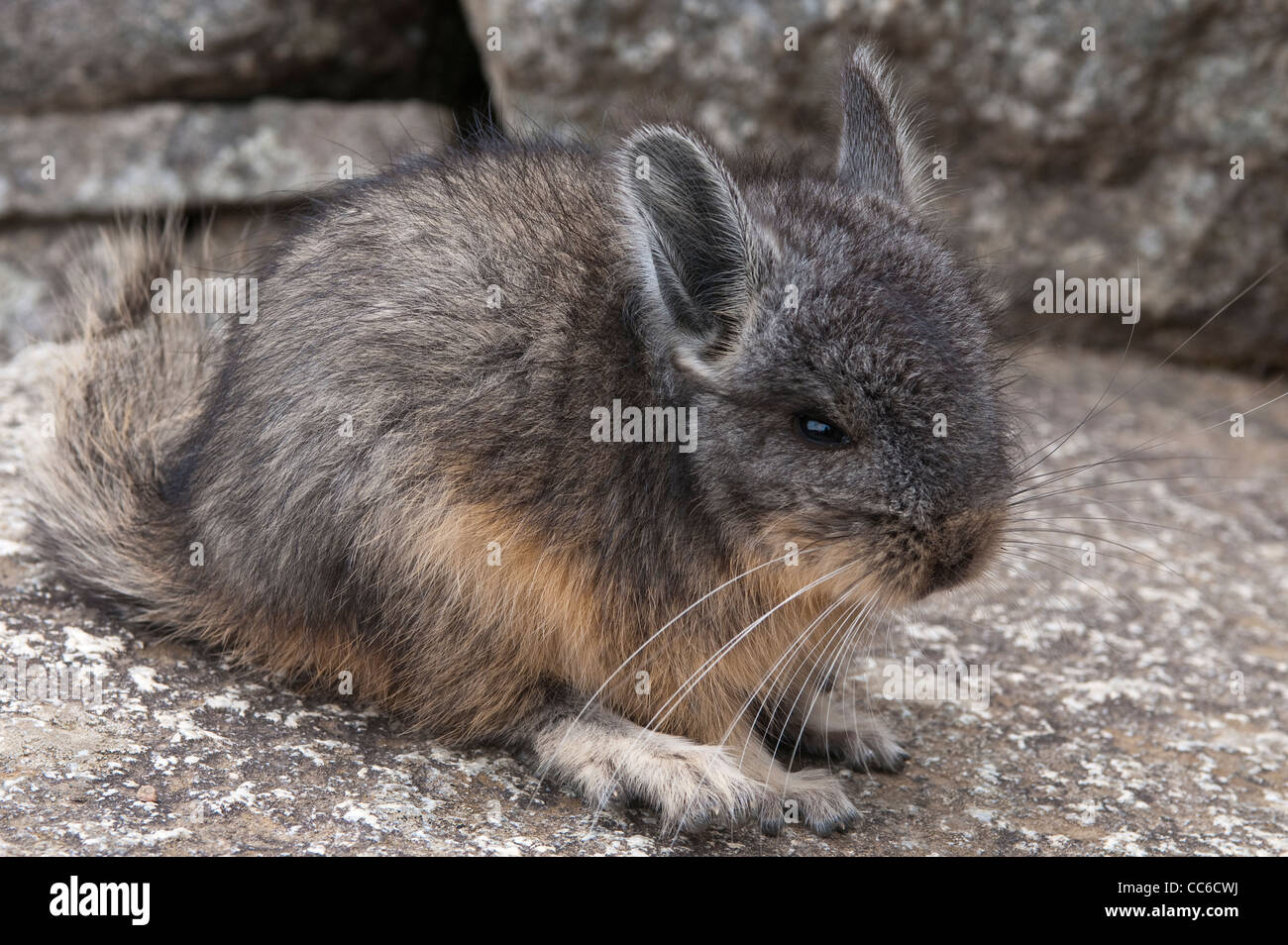Peru. Chinchilla in the ancient Inca ruins of Machu Picchu Stock Photo ...