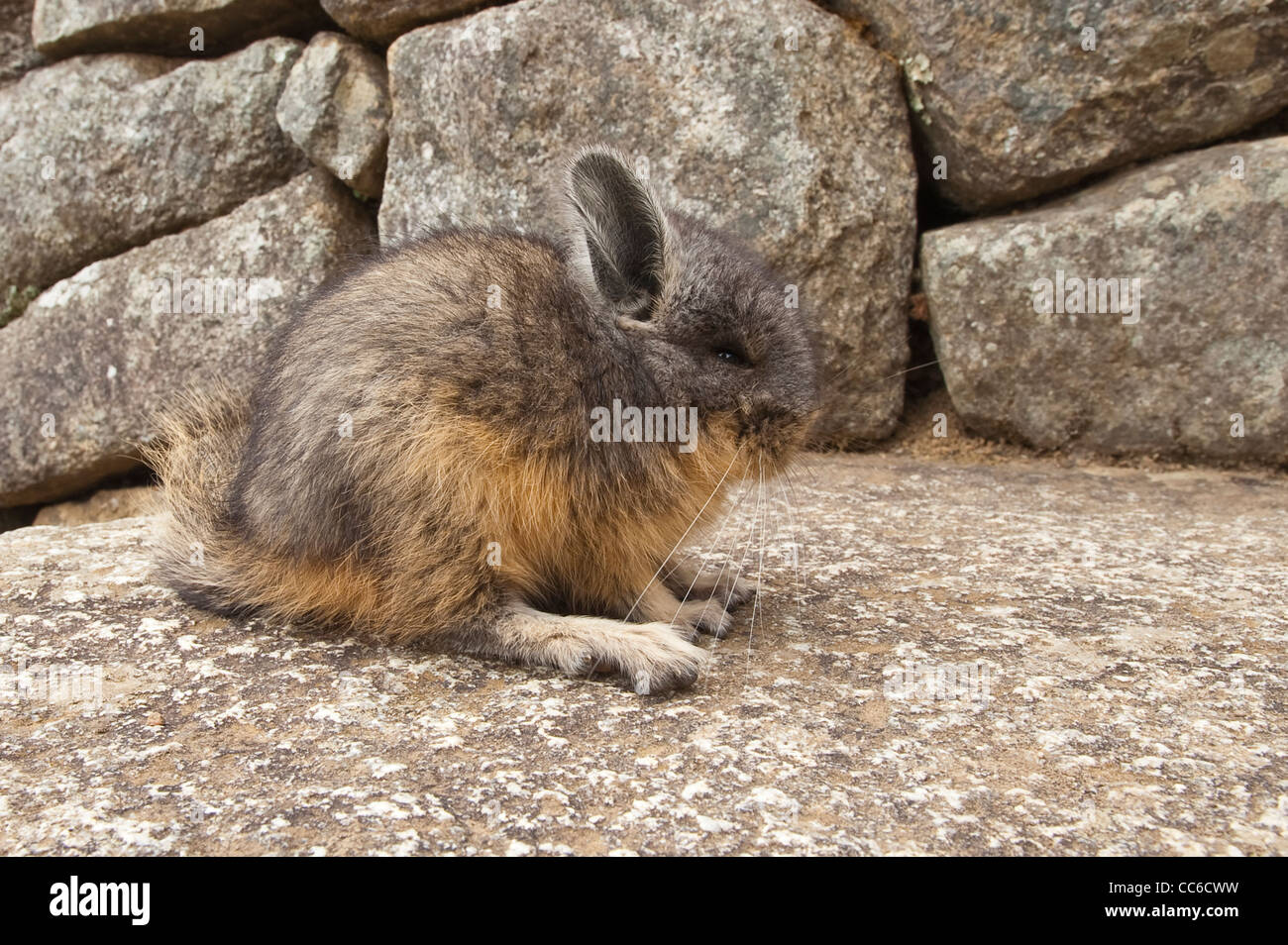 Peru. Chinchilla in the ancient Inca ruins of Machu Picchu Stock Photo ...
