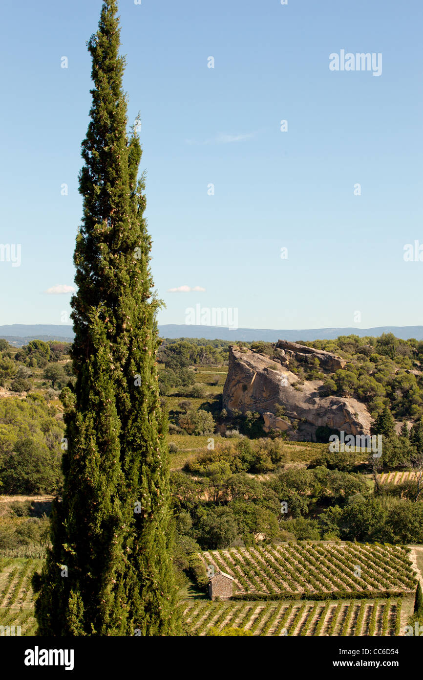 A cypress tree overlooks a large vineyard in France Stock Photo - Alamy