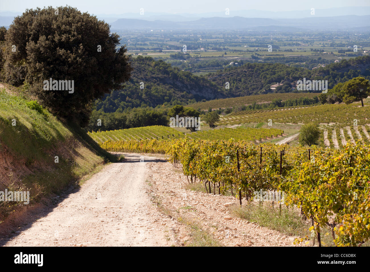 Rows of grape plants line the fields of the Domaine de Durban Winery in ...