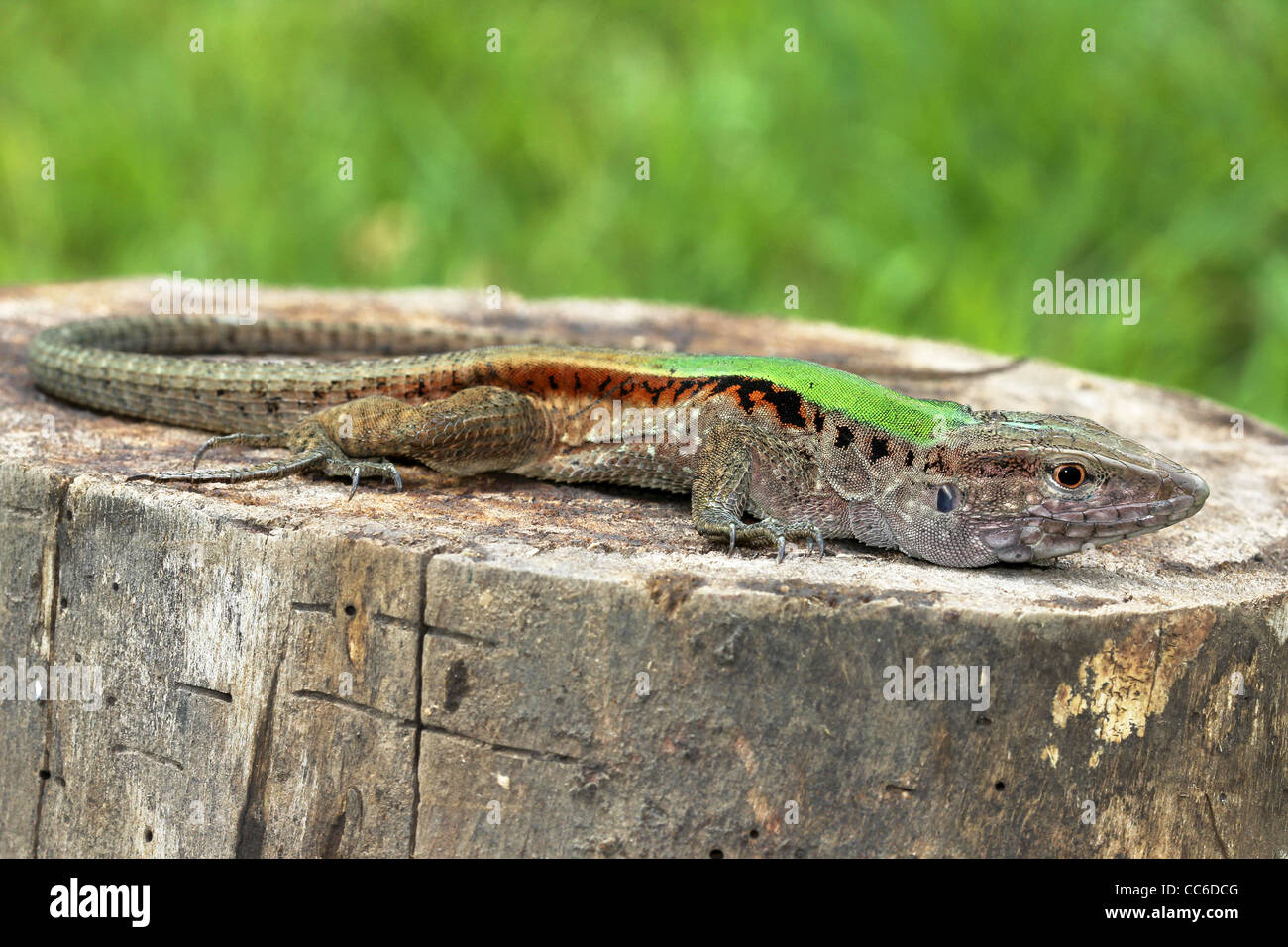 The Giant Ameiva (Ameiva ameiva), also known as Green Ameiva, South ...