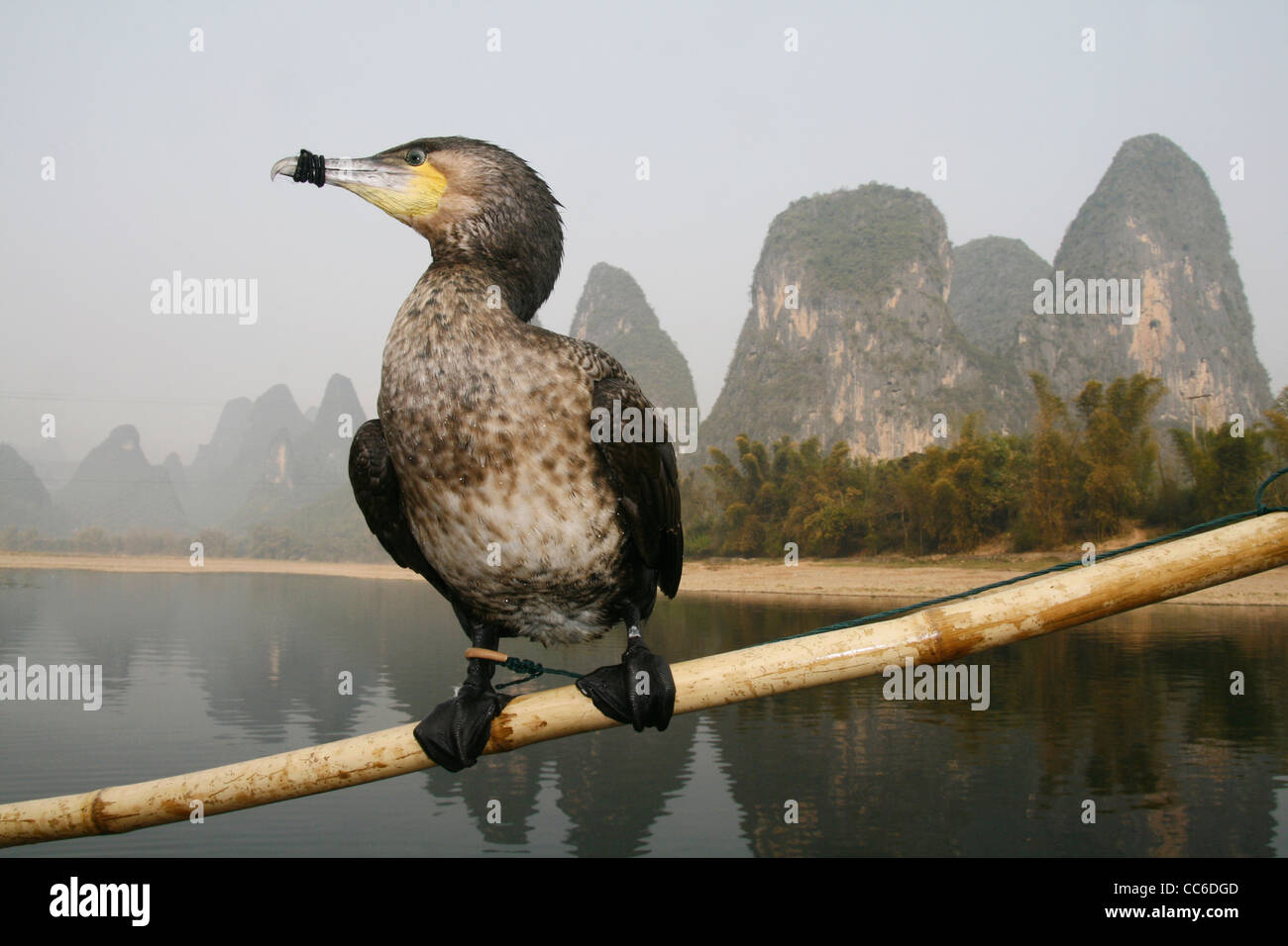 Li river scenic hi-res stock photography and images - Alamy