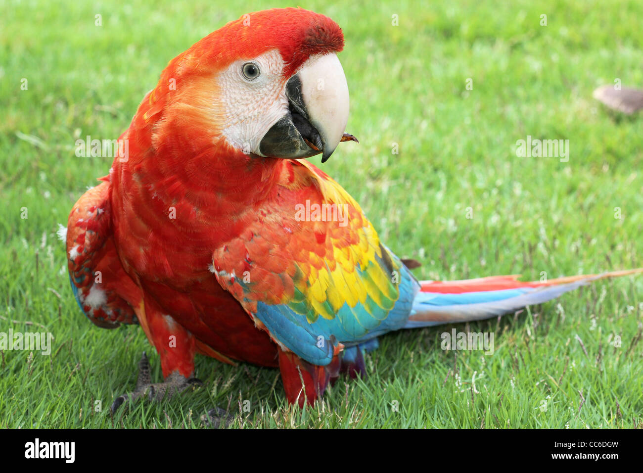 The Scarlet Macaw (Ara macao) in the Peruvian Amazon Stock Photo - Alamy