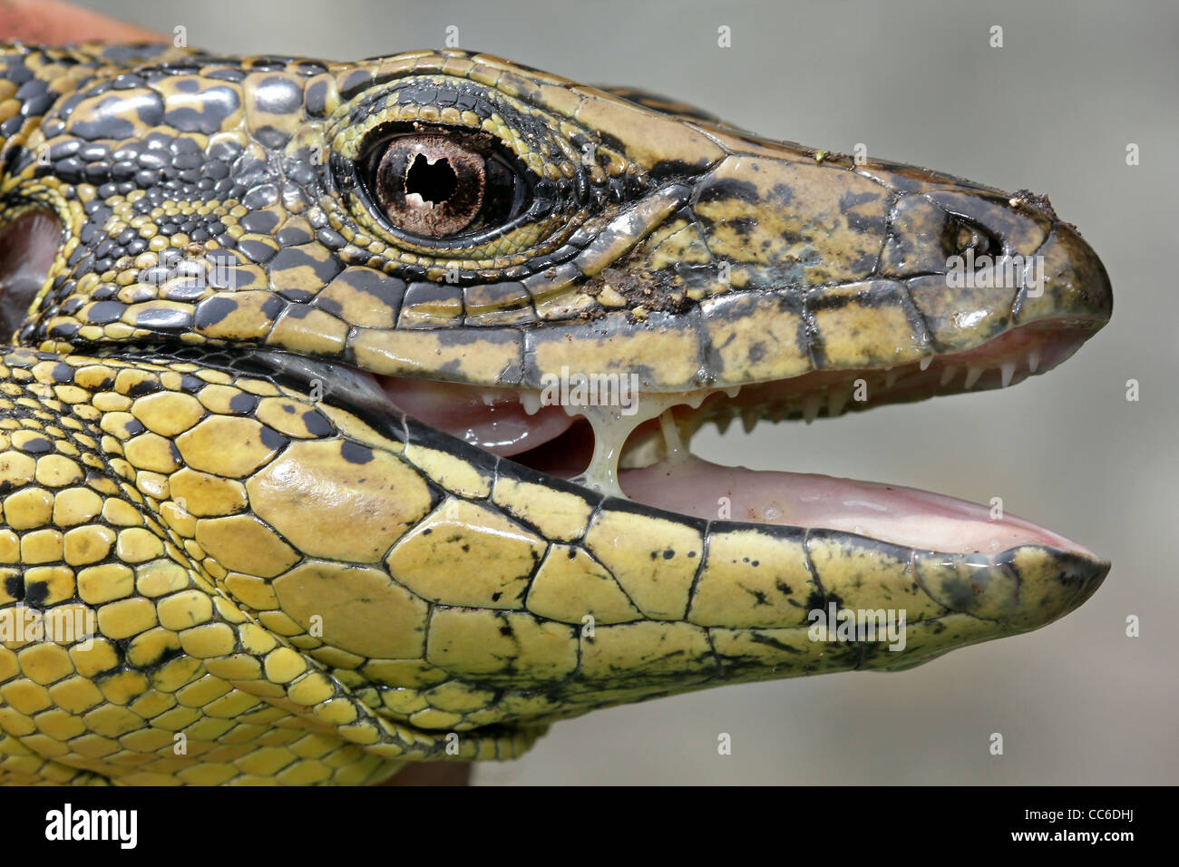 Golden tegu tupinambis teguixin in hi-res stock photography and images ...