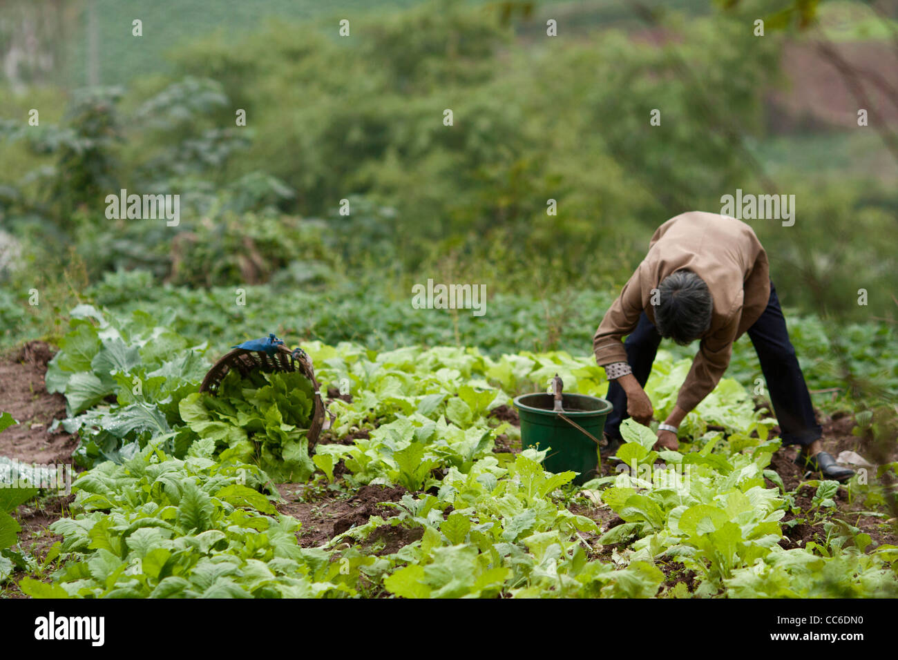 Fubao hi-res stock photography and images - Alamy
