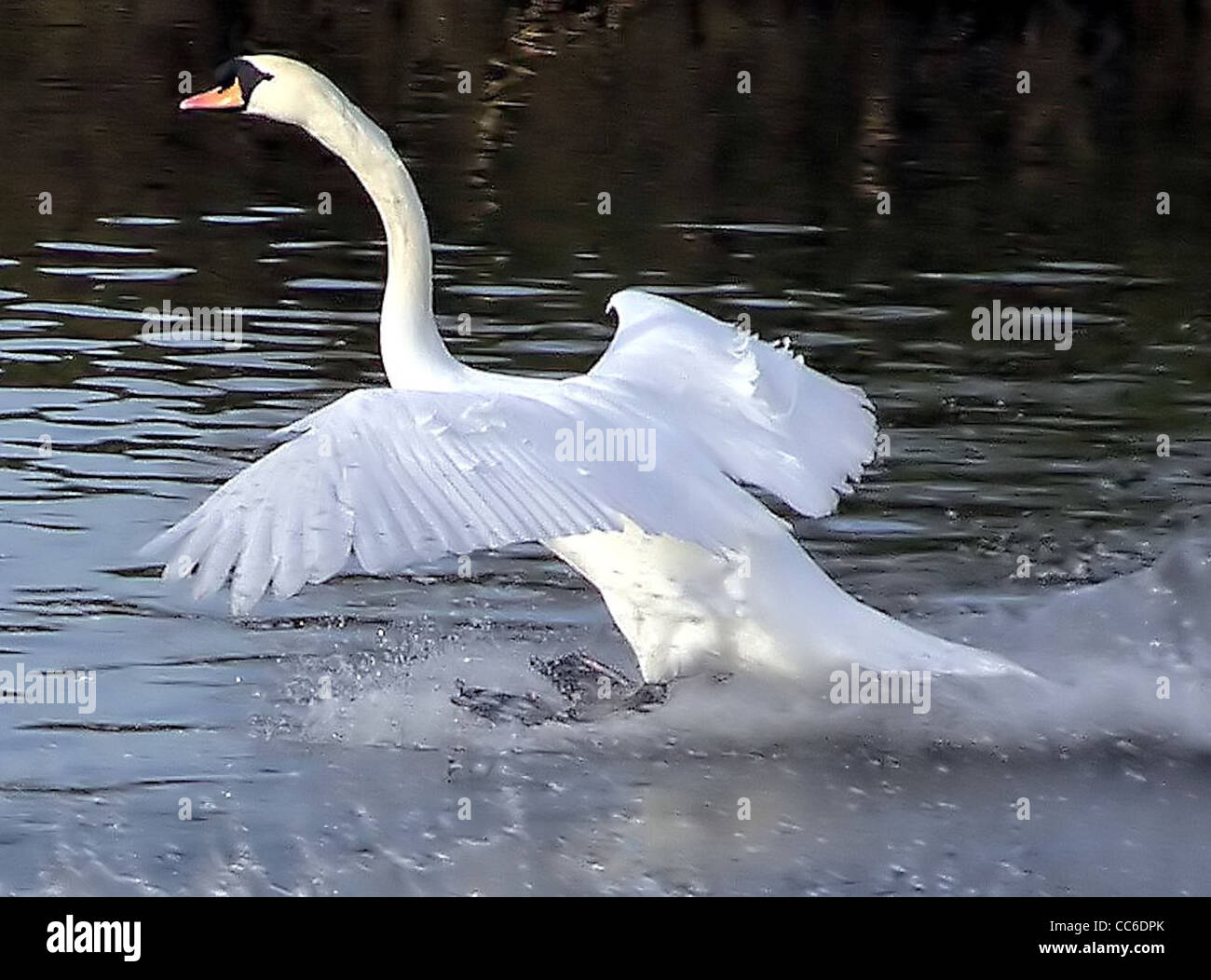 A Mute Swan lands at Slimbridge Wildfowl and Wetlands Centre in ...