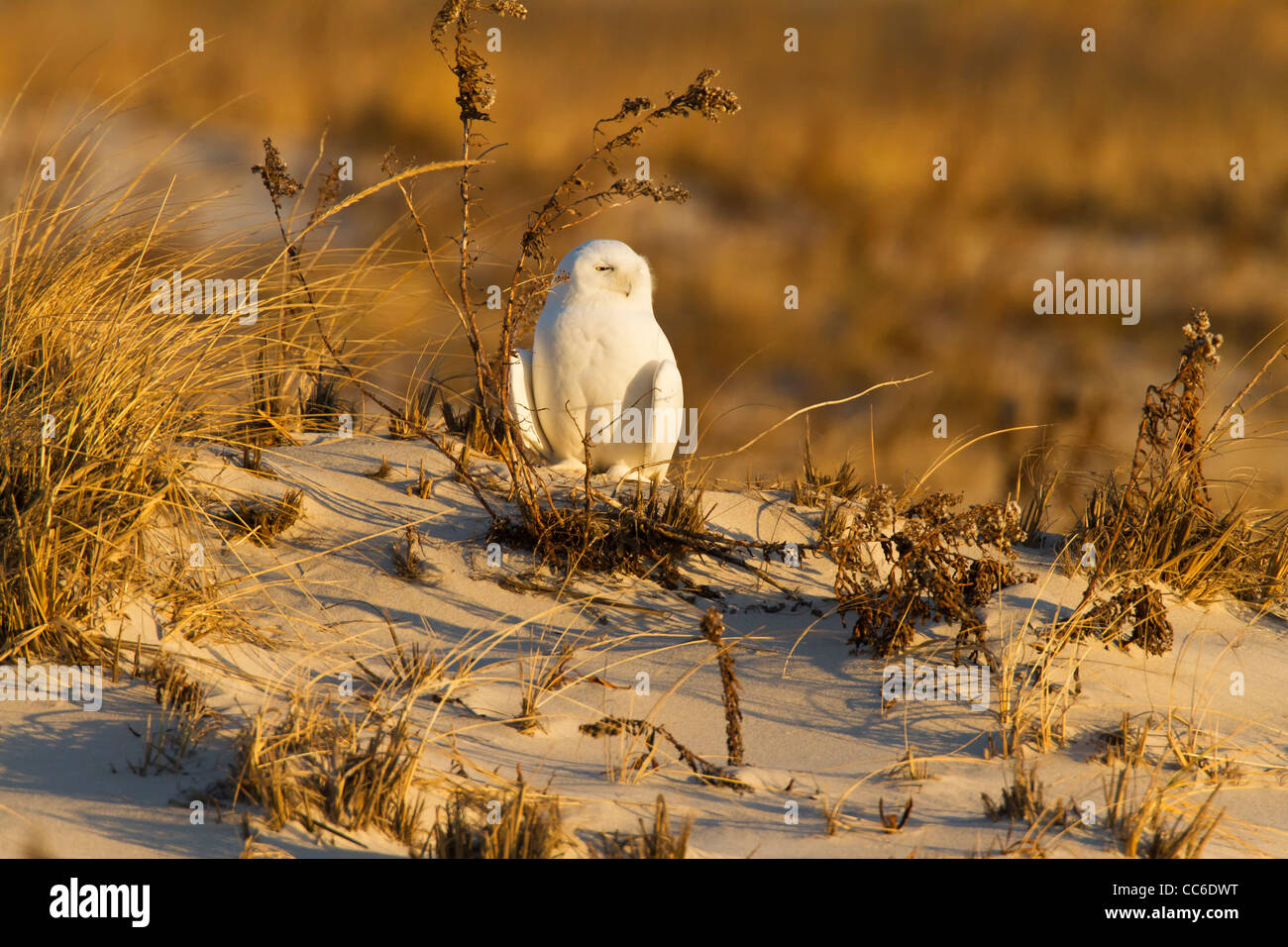 Snowy Owl - adult male Stock Photo - Alamy