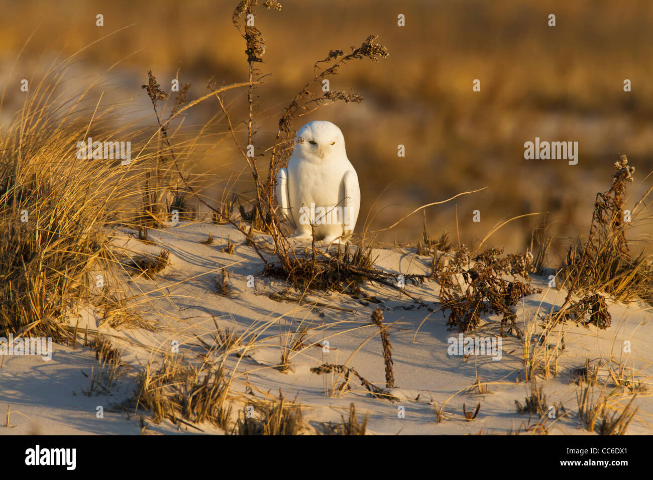 Snowy Owl - adult male Stock Photo - Alamy