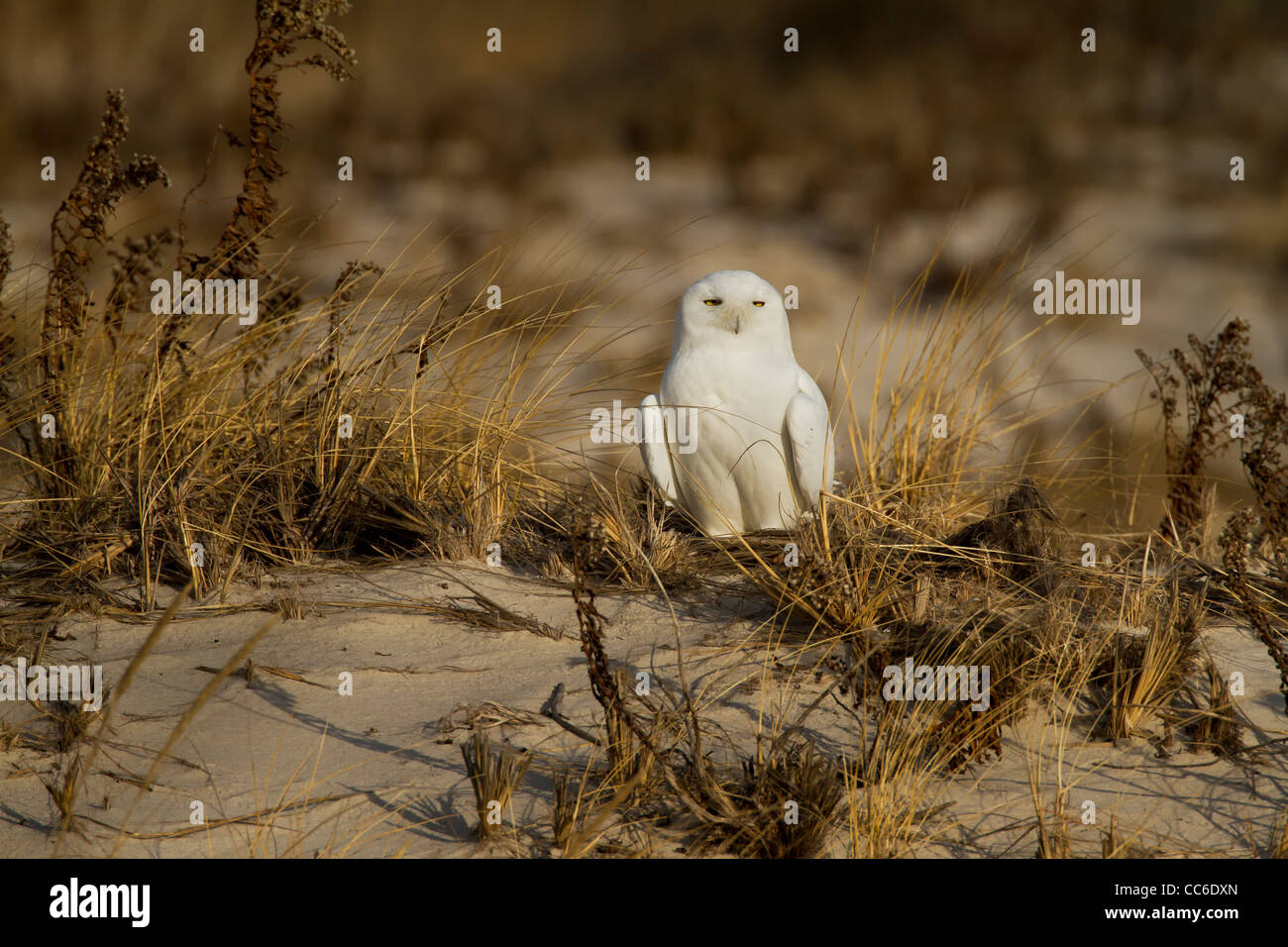 Male snowy owls hi-res stock photography and images - Alamy