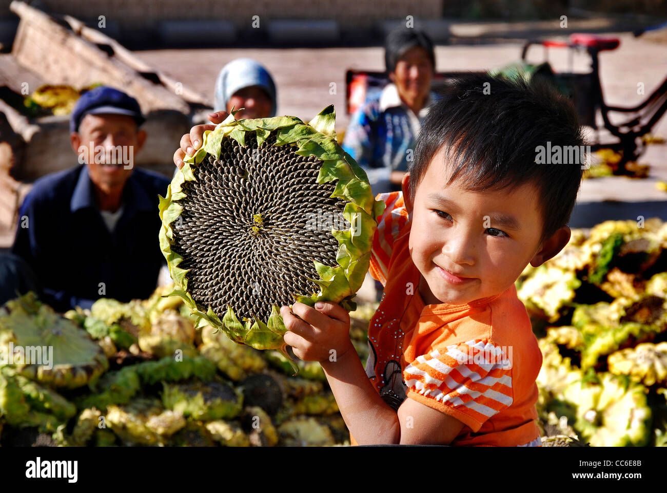 Boy holding a sunflower's fruiting head, Wuwei, Gansu , China Stock ...