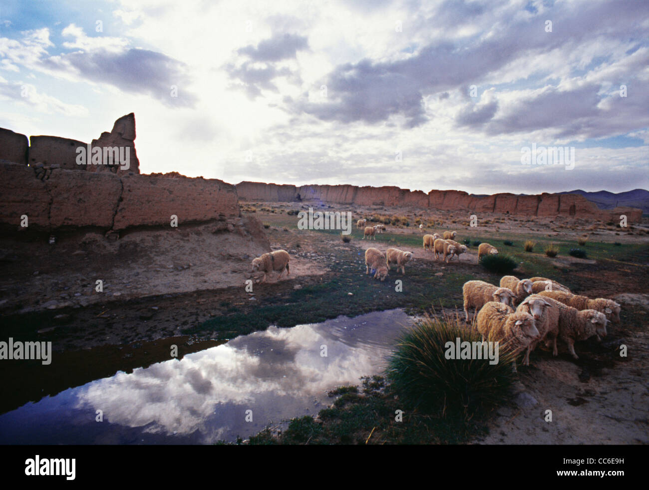 Free grazing sheep and the ruins of Songshan Ancient Town, Wuwei, Gansu ...