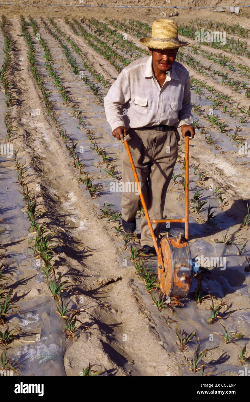 Applying fertilizer hi-res stock photography and images - Alamy