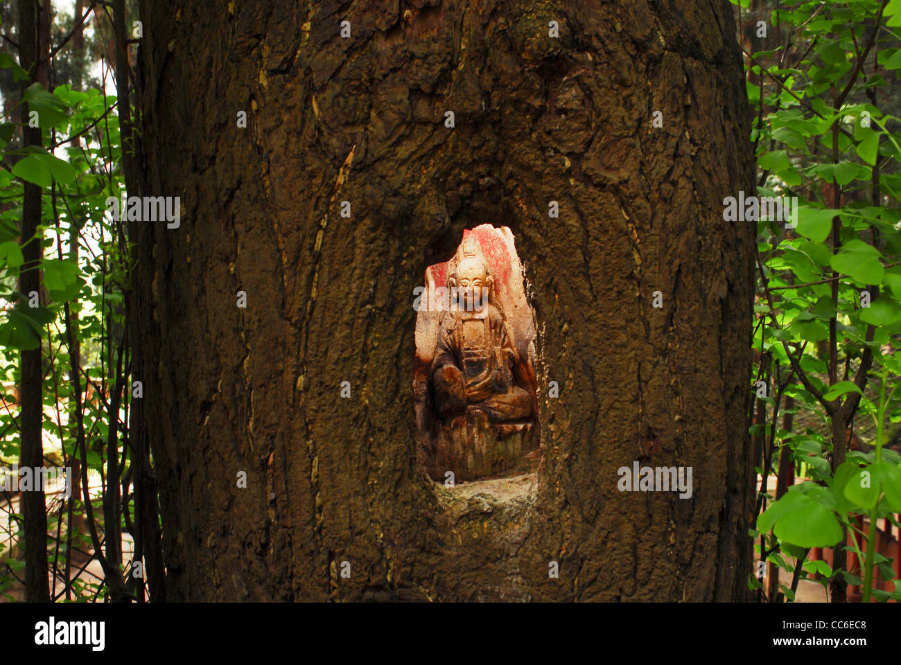 Buddha statue in a tree trunk, Pingle Ancient Town, Chengdu, Sichuan ...