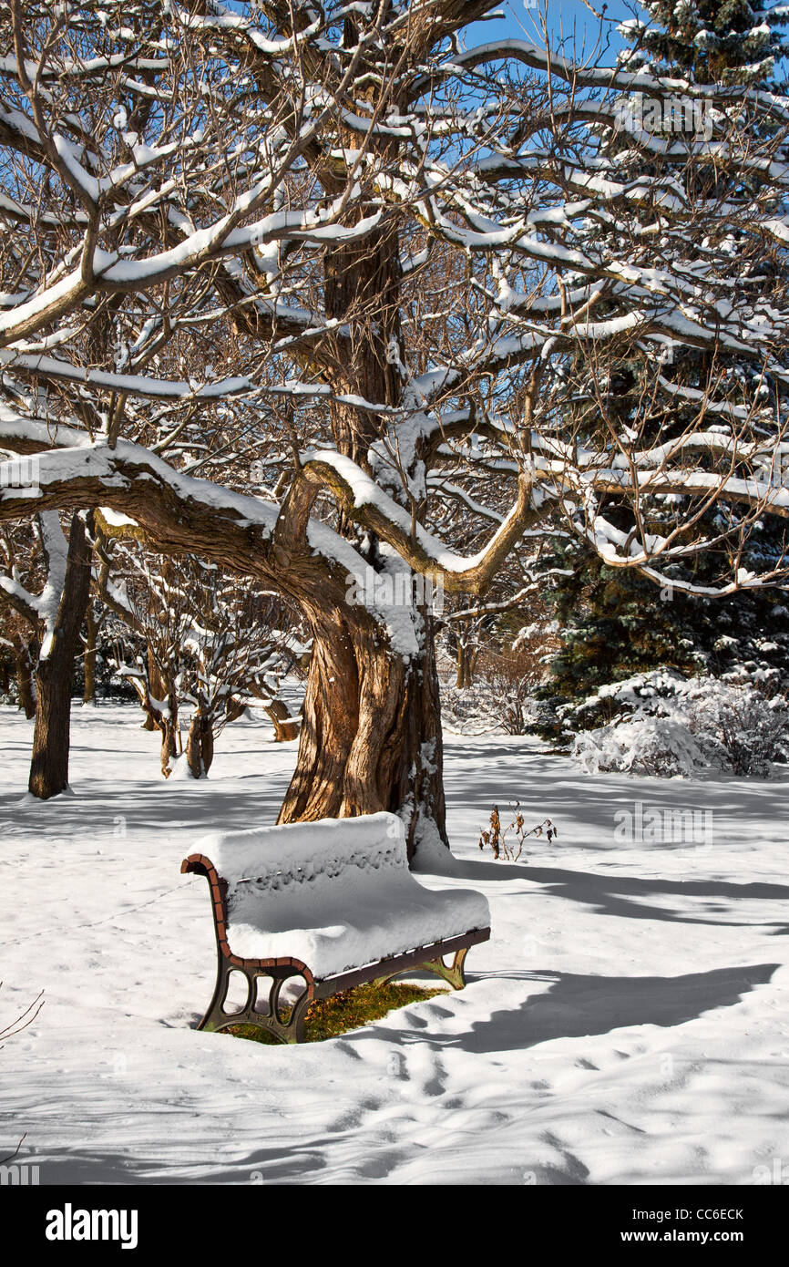 A bench a tree, full of snow all around but under the bench is still ...