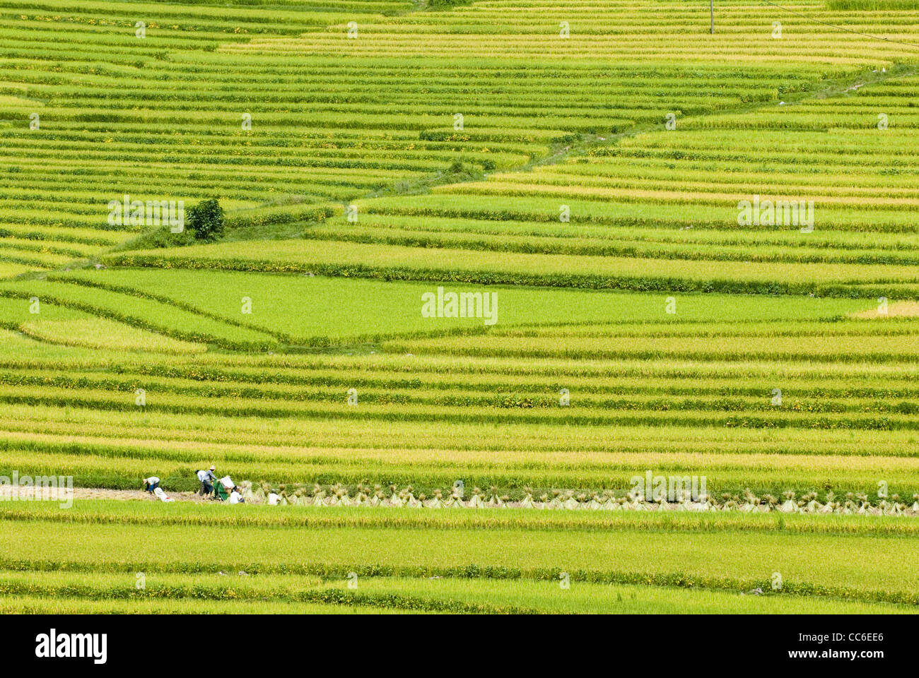 People doing farm work in the fields, Eryuan, Dali, Yunnan , China ...