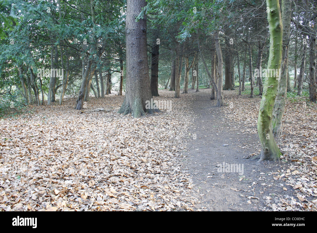 path leading into forest near Sparken Hill, Worksop, Notts, England, UK ...