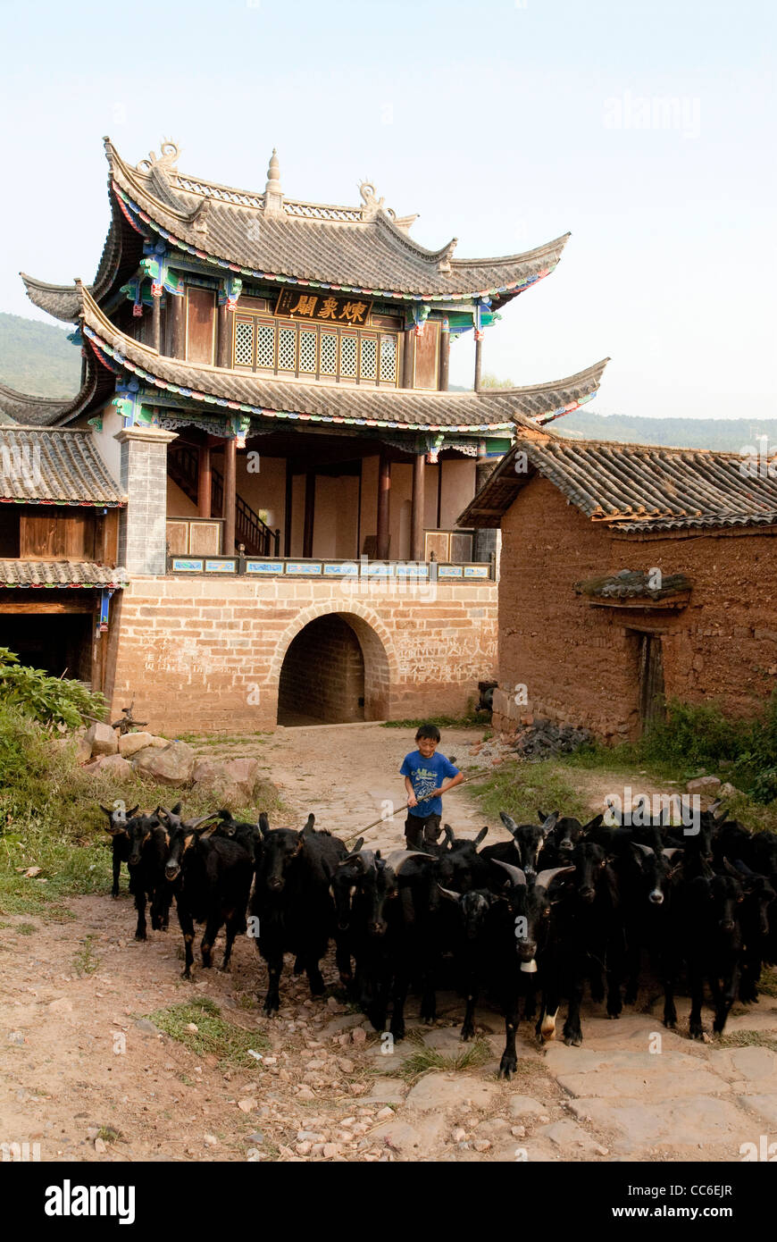 China boy herding goat hi-res stock photography and images - Alamy