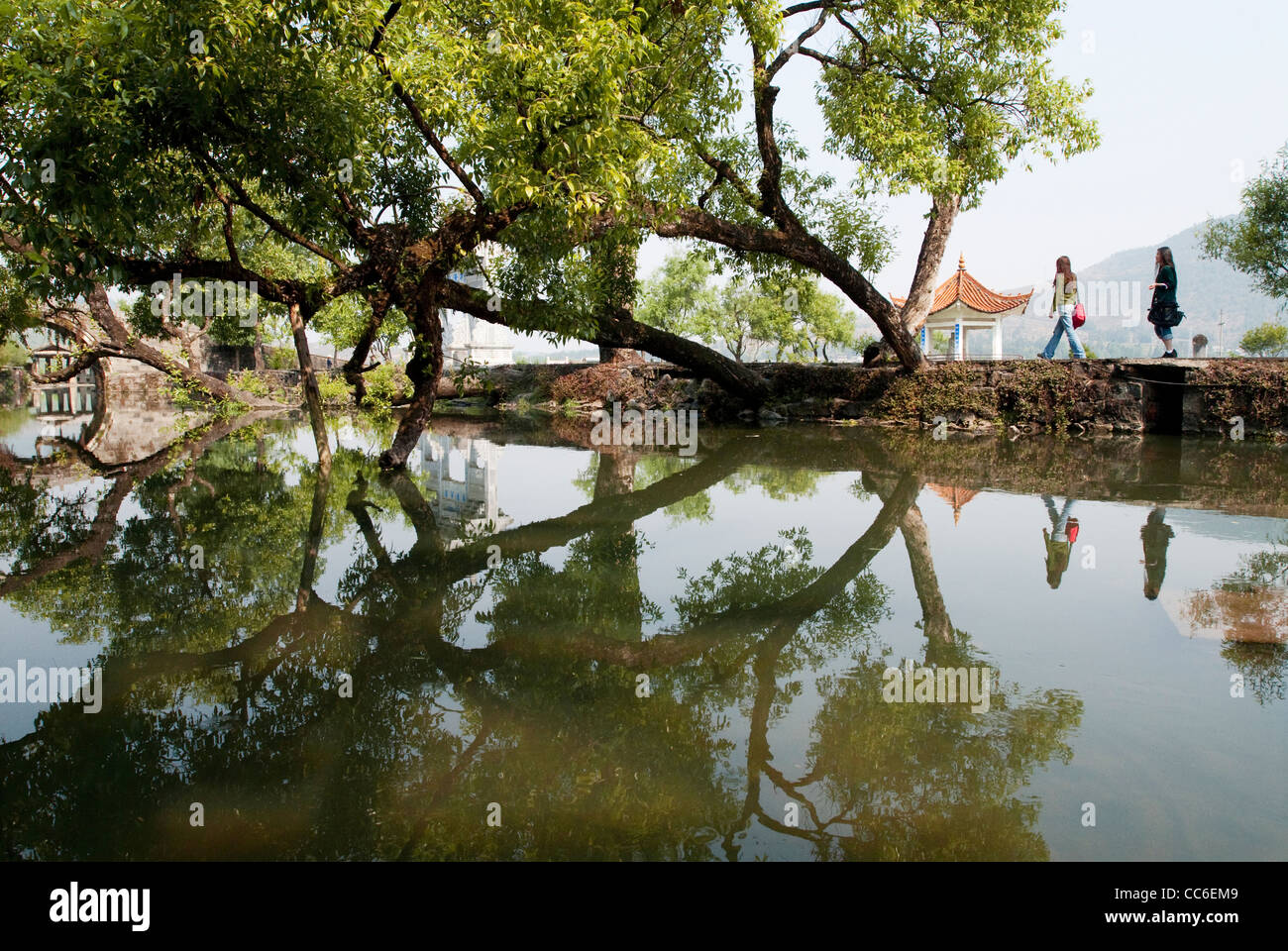 Curve tree along the river, Heshun Ancient Town, Tengchong, Baoshan ...