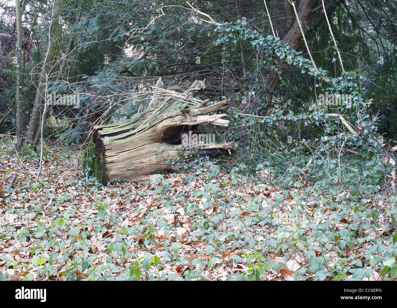 felled tree stump near Sparken Hill, Worksop, Notts, England, UK Stock ...