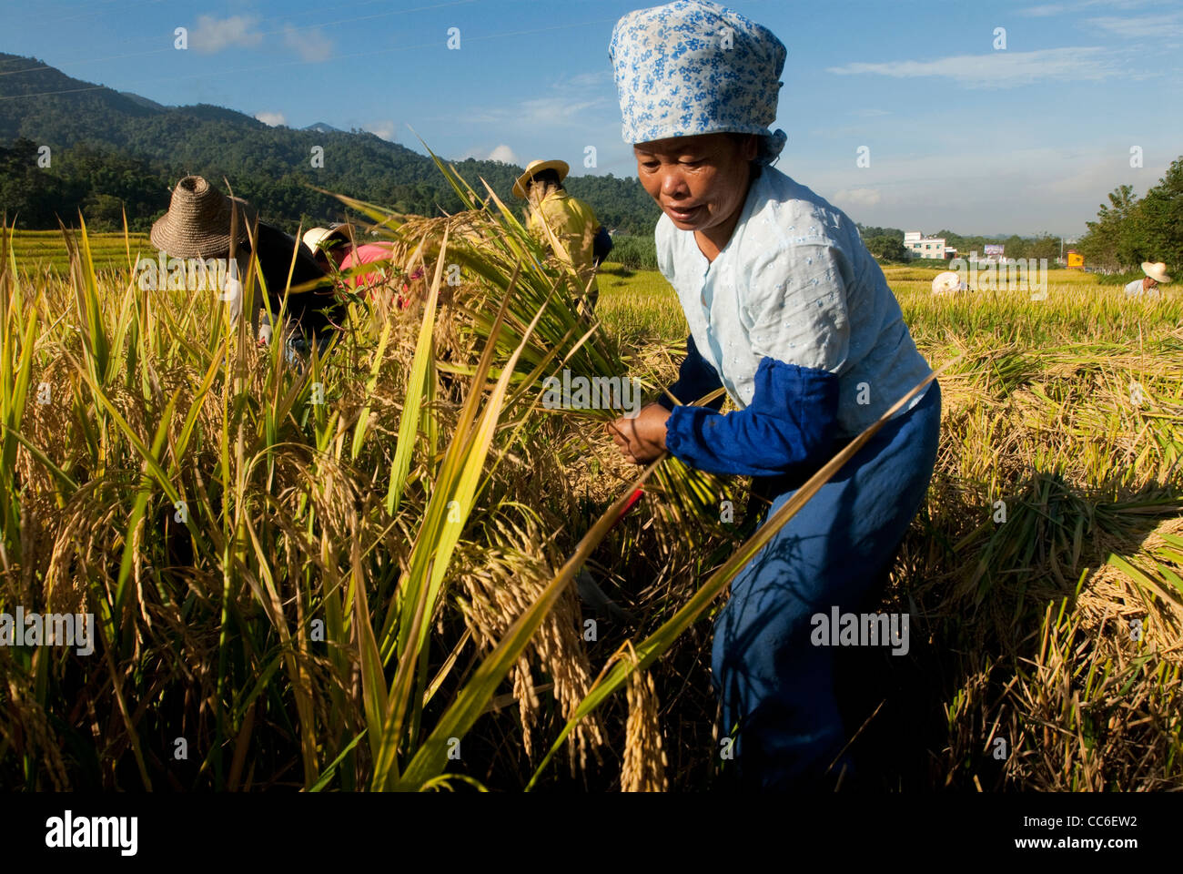 Jingpo people collecting Asian rice, Yingjiang, Dehong, Yunnan , China ...