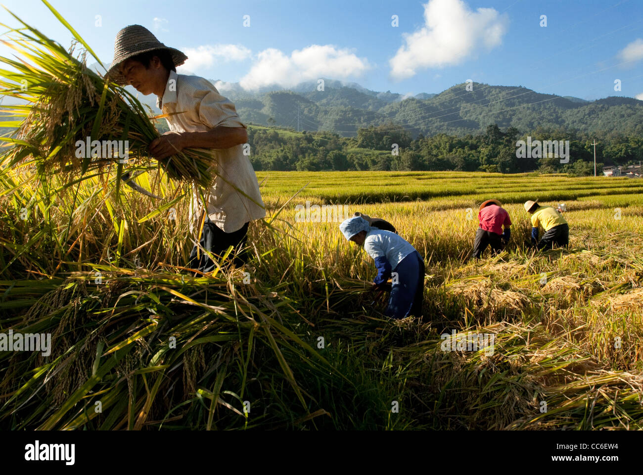 Jingpo people collecting Asian rice, Yingjiang, Dehong, Yunnan , China ...