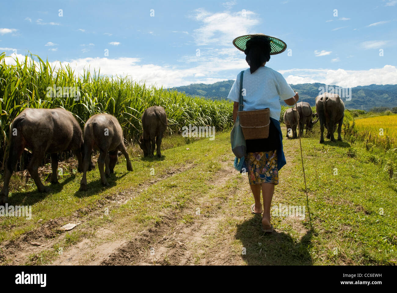 Dai woman herding cattle, Yingjiang, Dehong, Yunnan , China Stock Photo ...