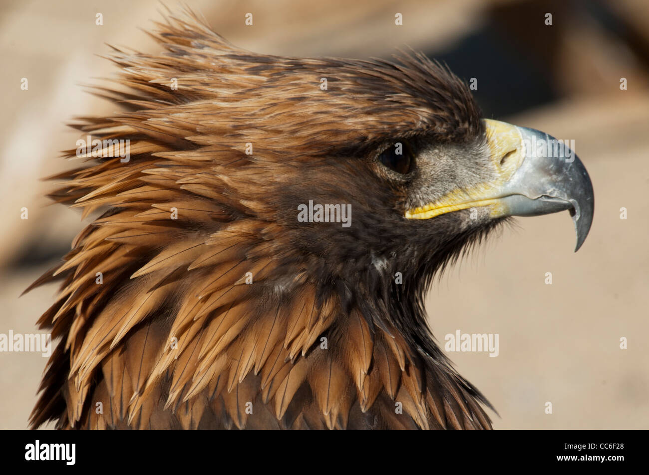 beautiful golden eagle in the Orkhon Valley of Mongolia Stock Photo - Alamy