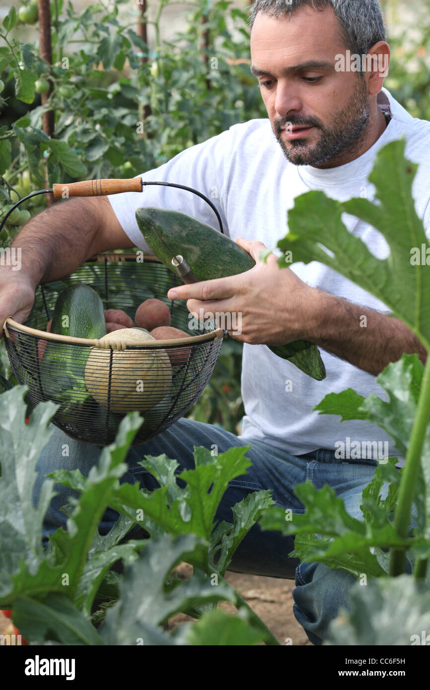Man gathering vegetables in garden Stock Photo - Alamy