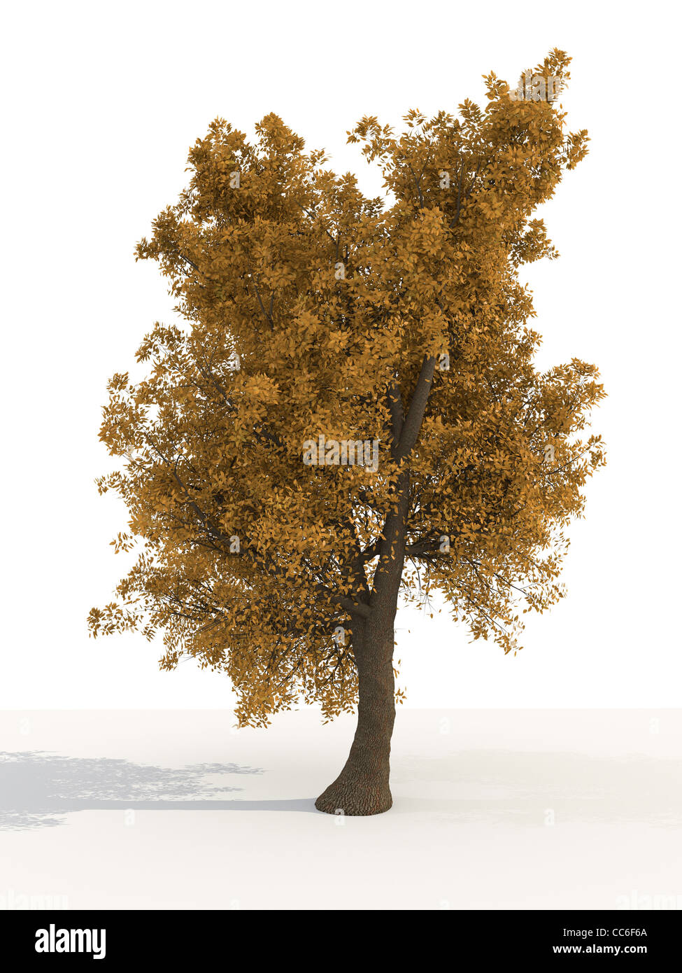 Maple Tree over white background Stock Photo - Alamy