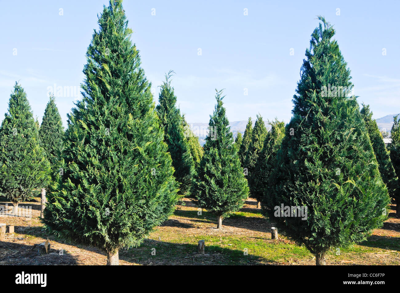 Multiple choice christmas hi-res stock photography and images - Alamy