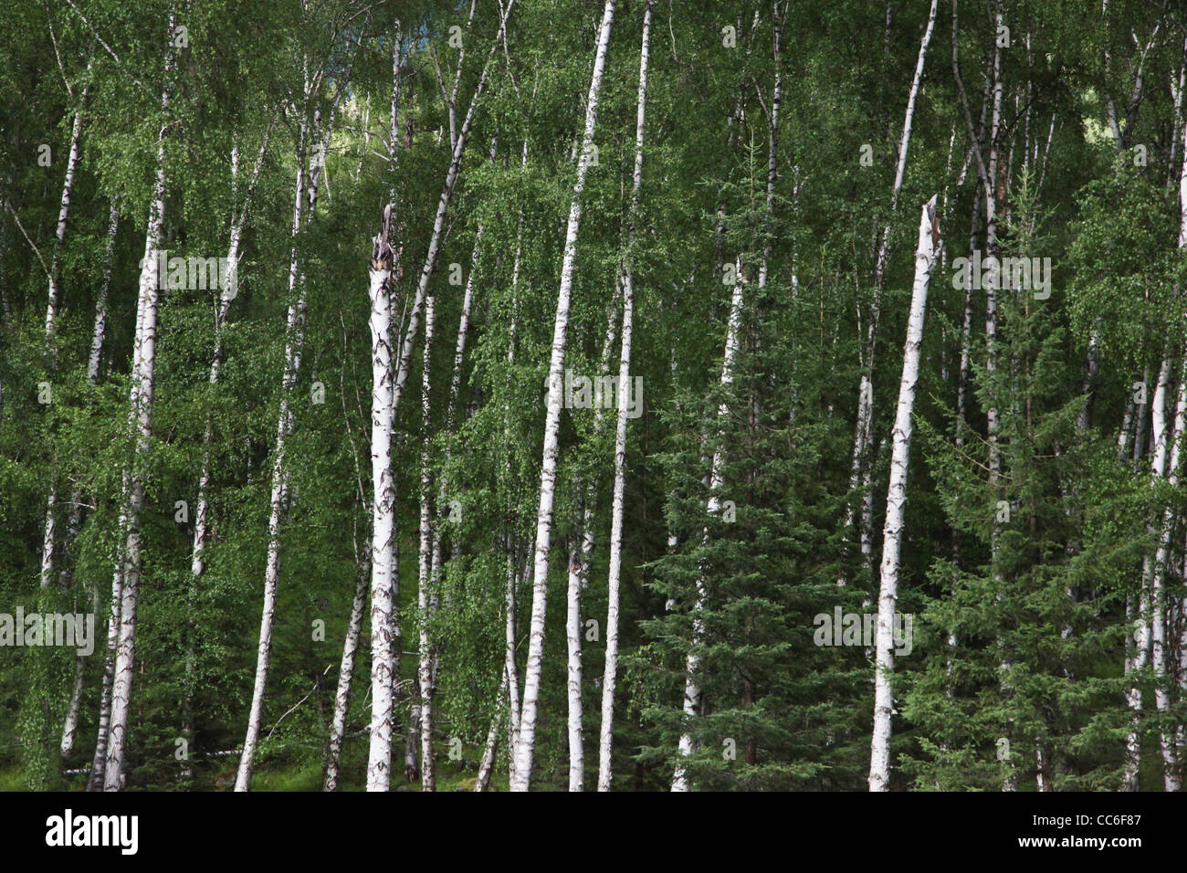 Betula papyrifera forest, Altay Prefecture, Xinjiang, China Stock Photo ...
