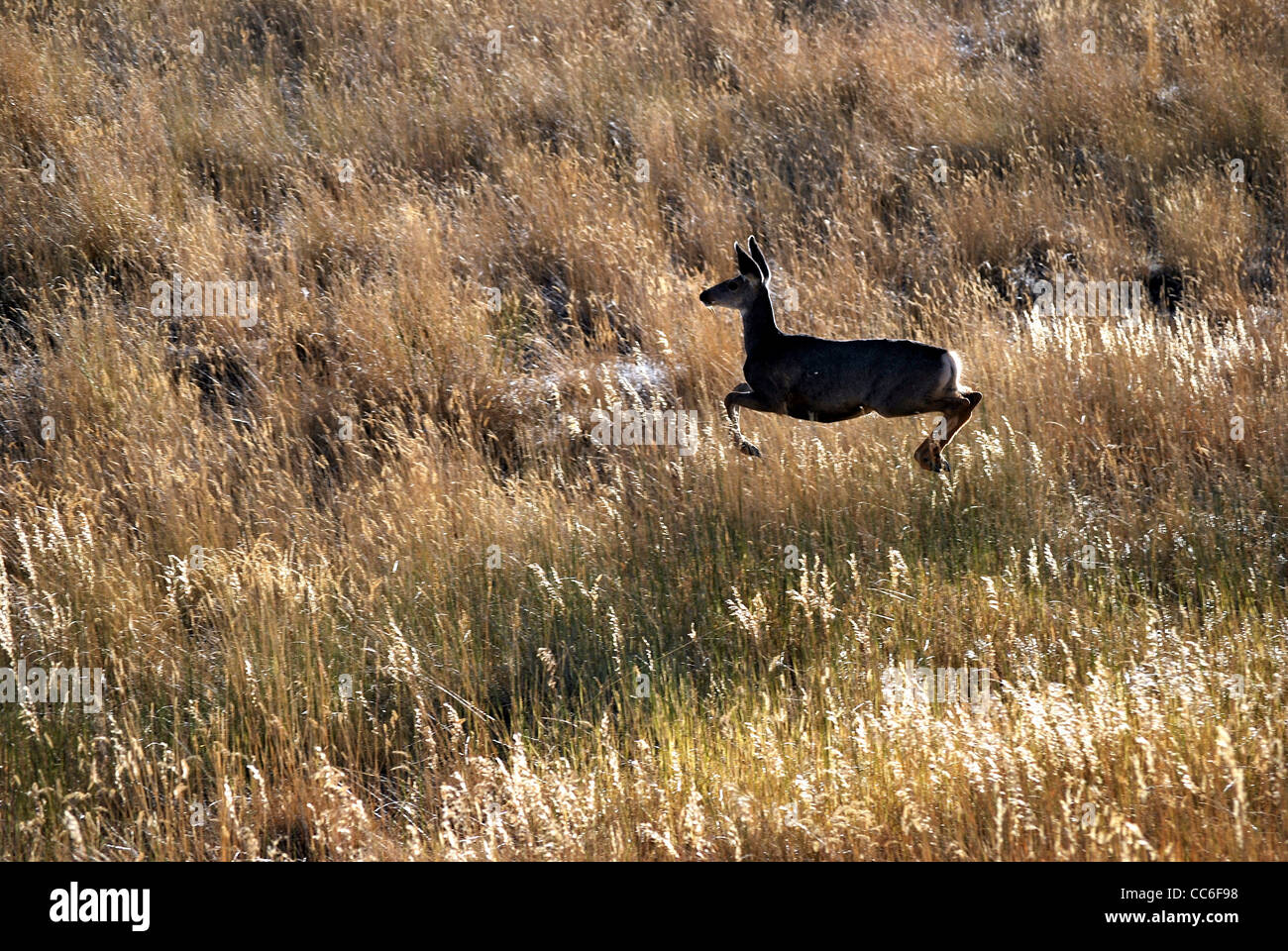 Deer running through the field Stock Photo - Alamy