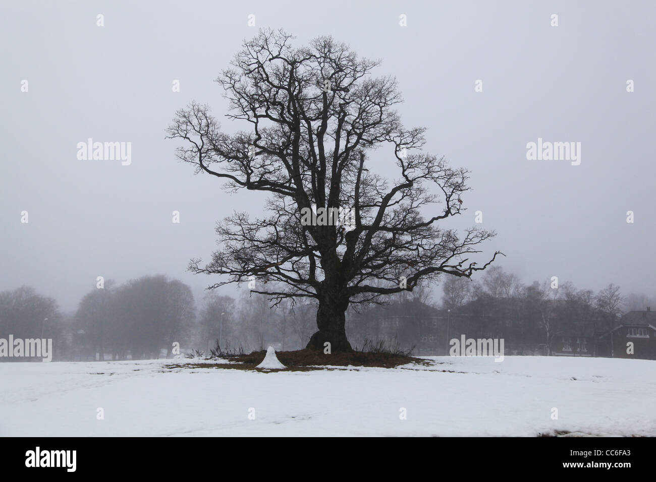 Bare tree in winter, Oslo, Norway Stock Photo - Alamy