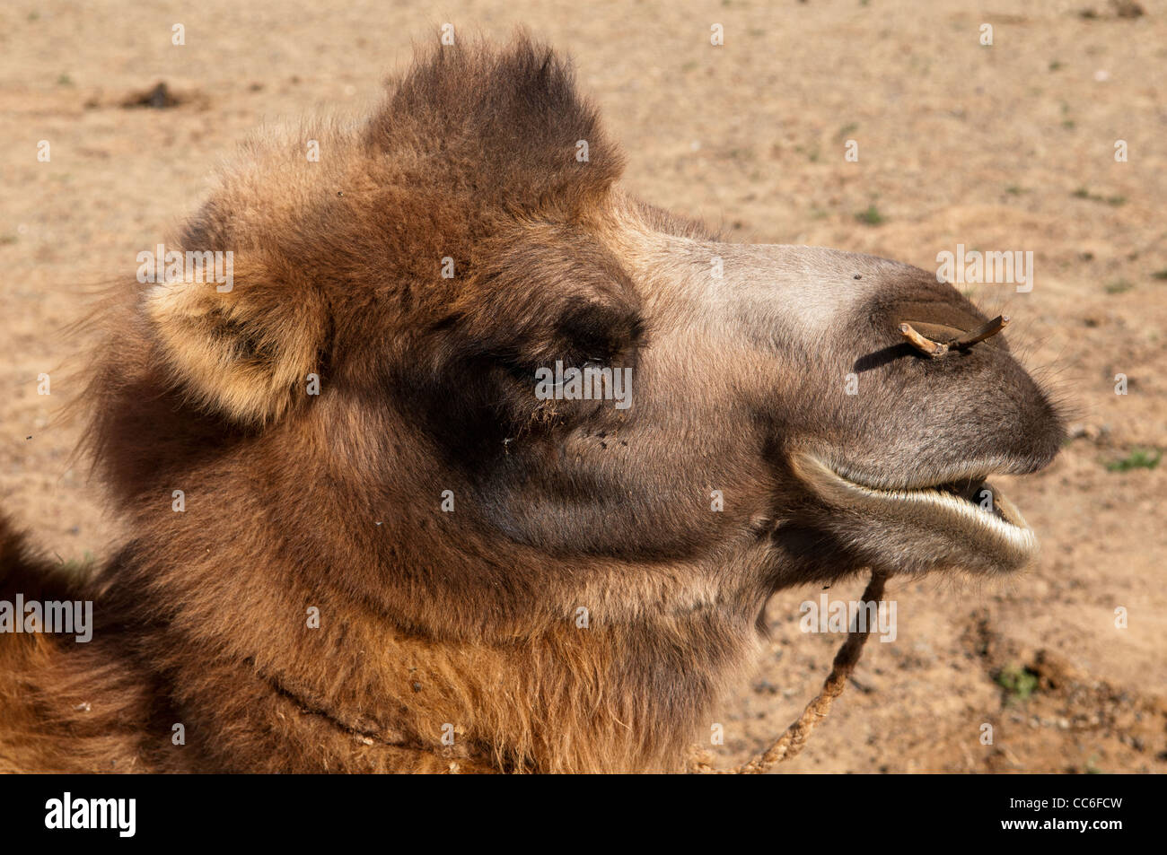 Gobi desert mongolia camel hi-res stock photography and images - Alamy