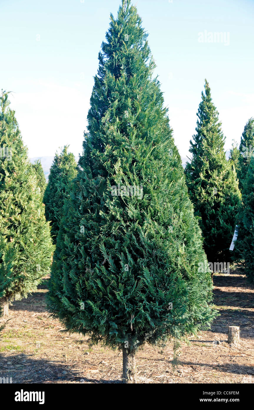 Christmas Tree Lot Stock Photo - Alamy