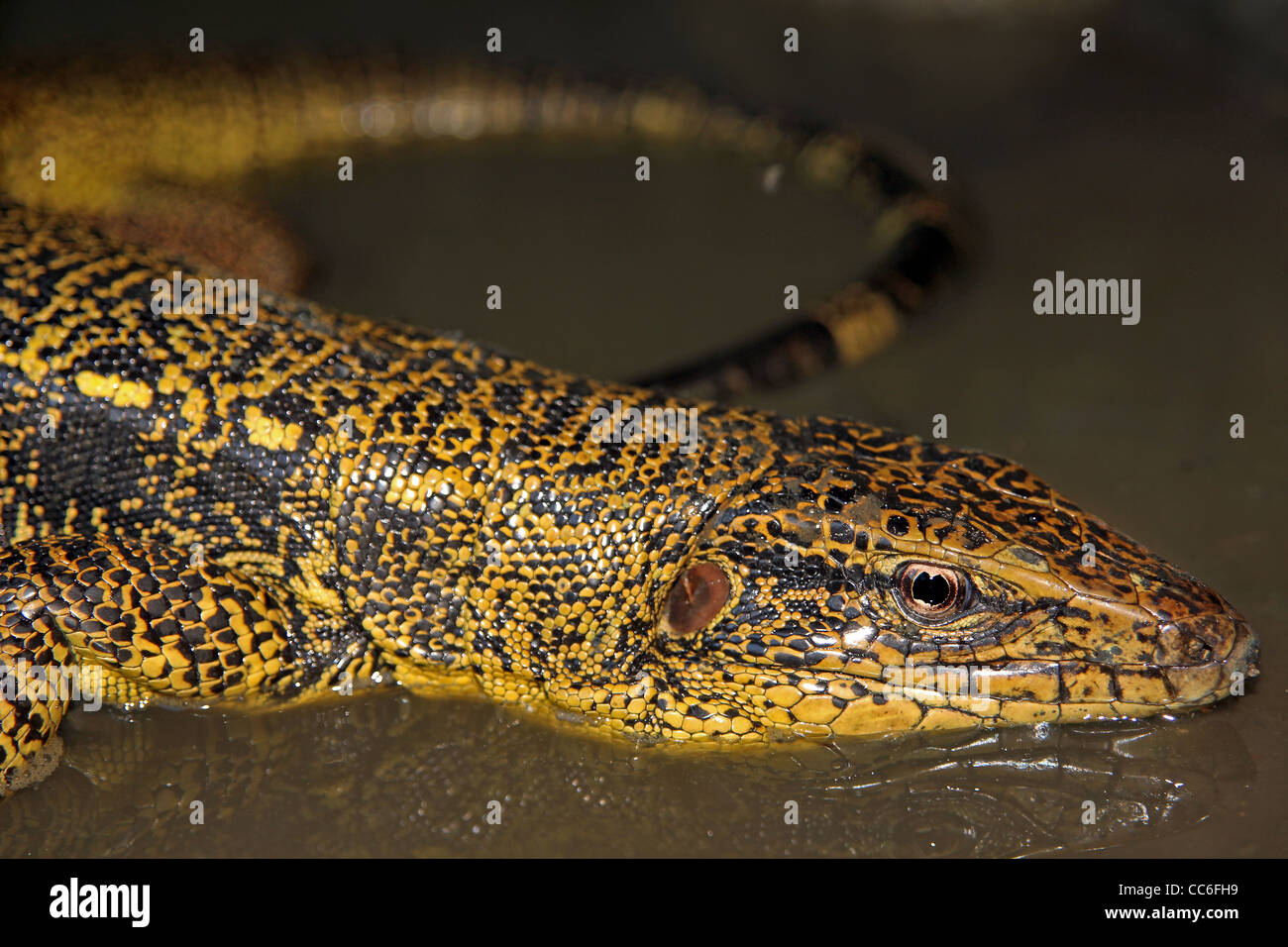 Amazon forest dragon hi-res stock photography and images - Alamy