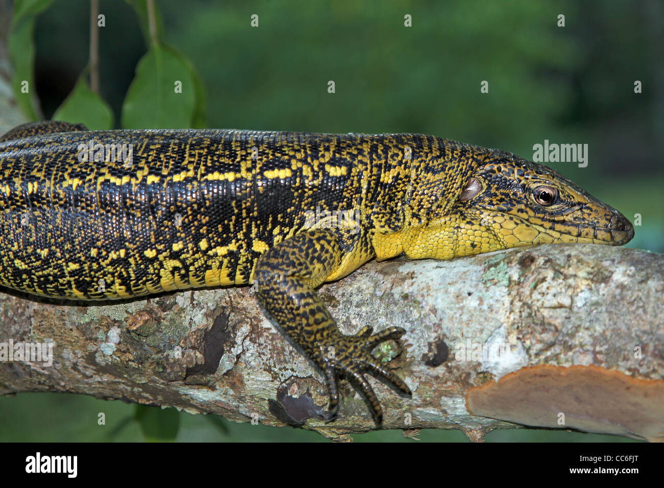 Golden Tegu (Tupinambis teguixin) resting in a tree in the Peruvian ...