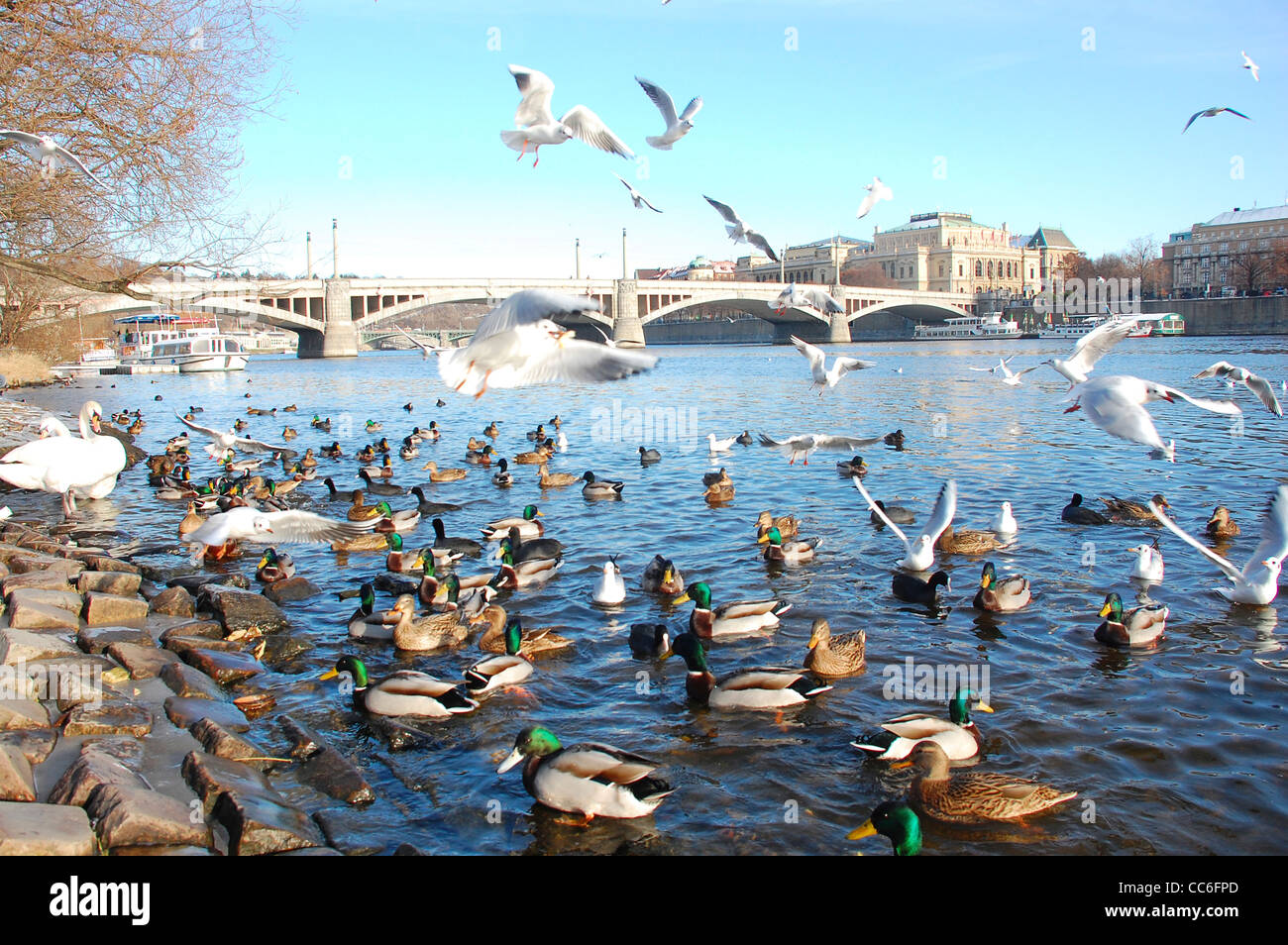 Mandarin duck building hi-res stock photography and images - Alamy